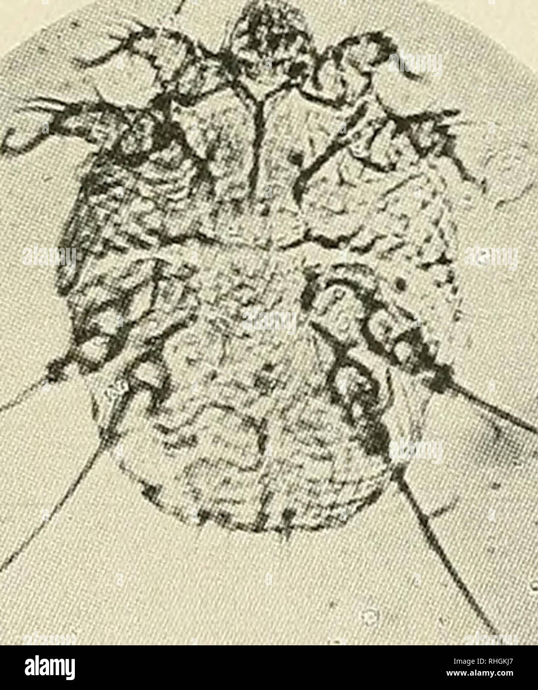 Laelaps High Resolution Stock Photography and Images - Alamy