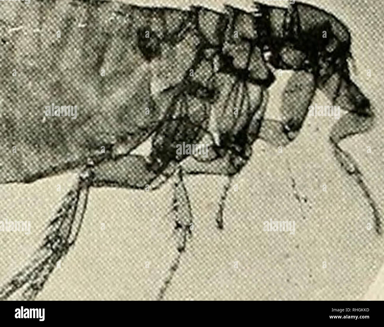 Pulga de rata hi-res stock photography and images - Alamy