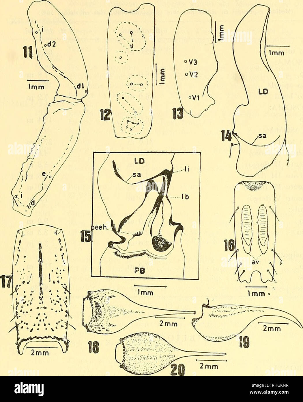Esqueleto vista lateral hi-res stock photography and images - Alamy
