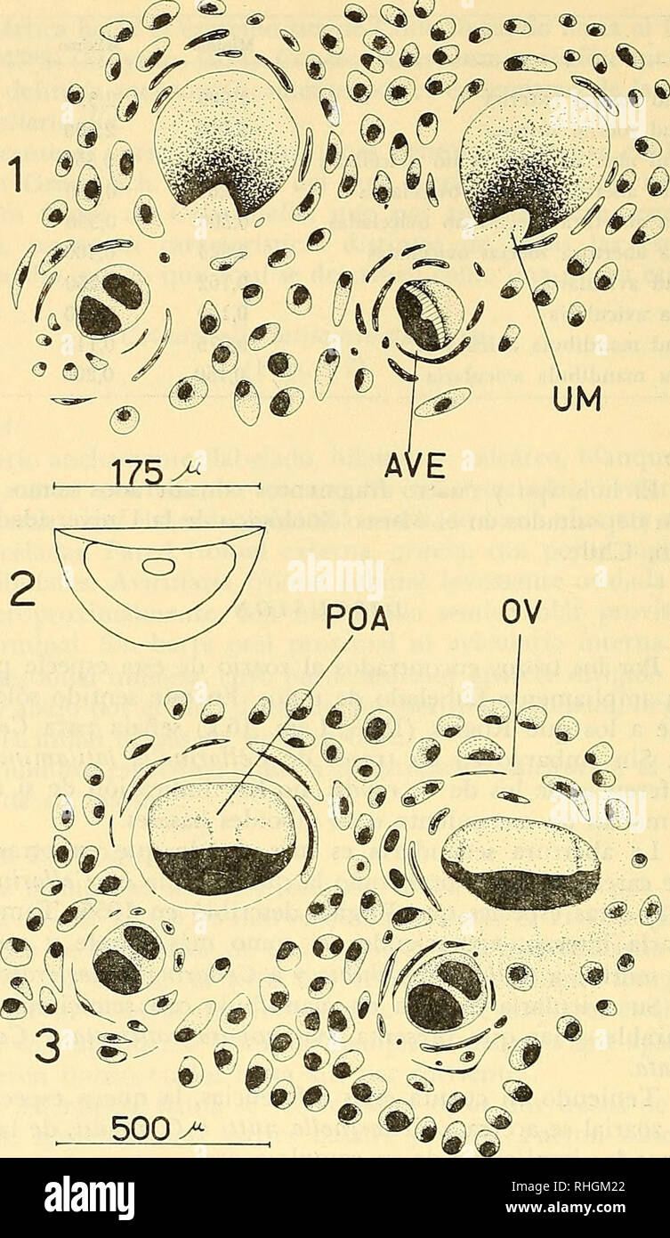 Lado proximal hi-res stock photography and images - Alamy