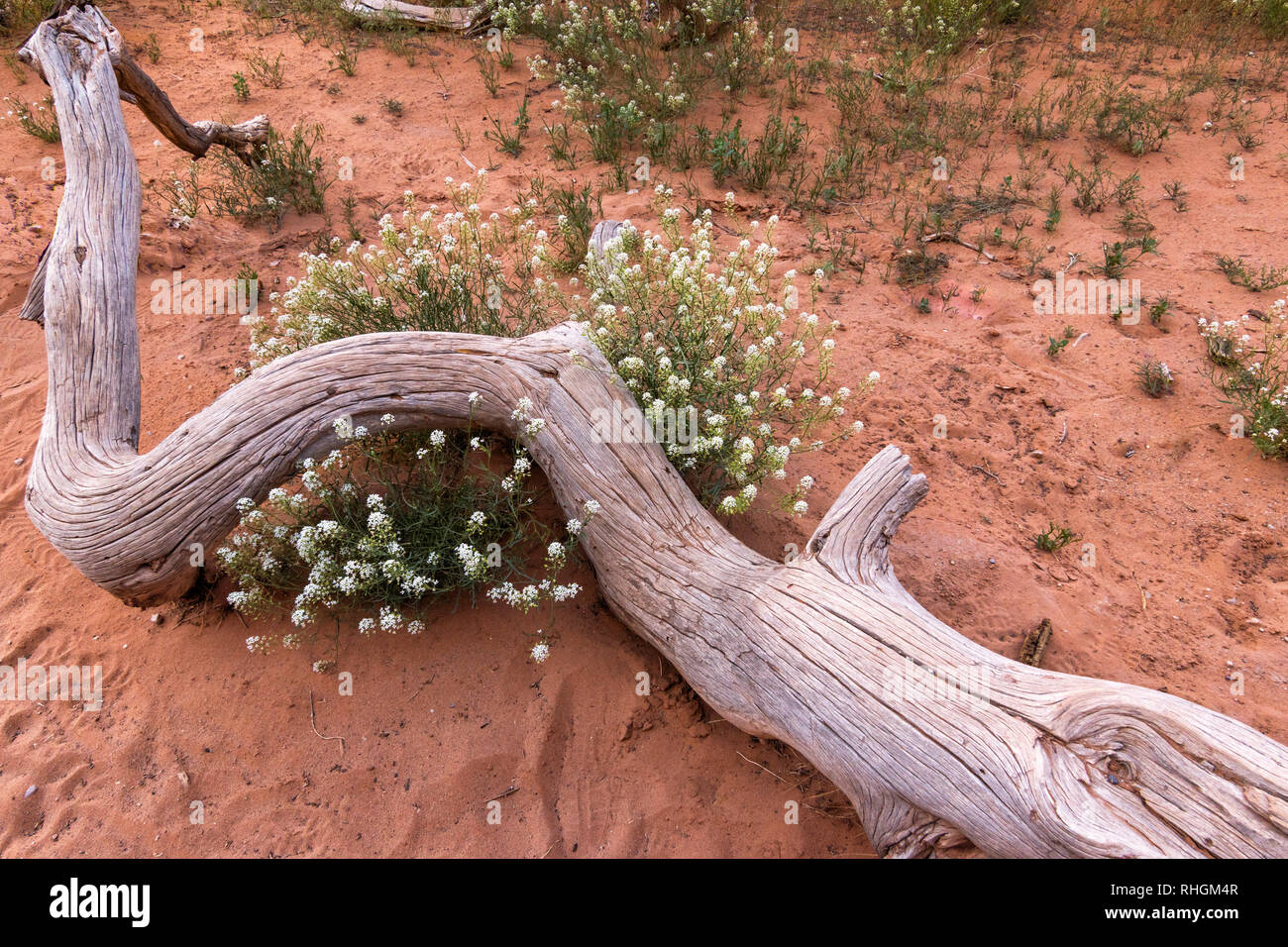 Alyssum Flowers growing wild in Arches National Park, Moab Utah USA ...