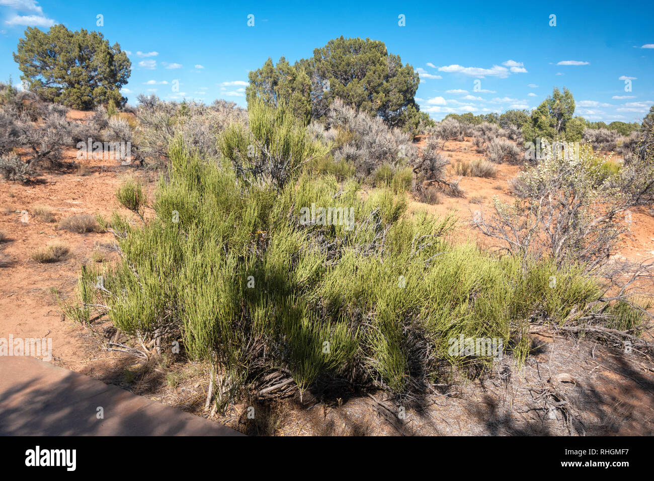 Green Ephedra (Mormon Tea) Ephedra Veridis. Early Later Day Saints ...