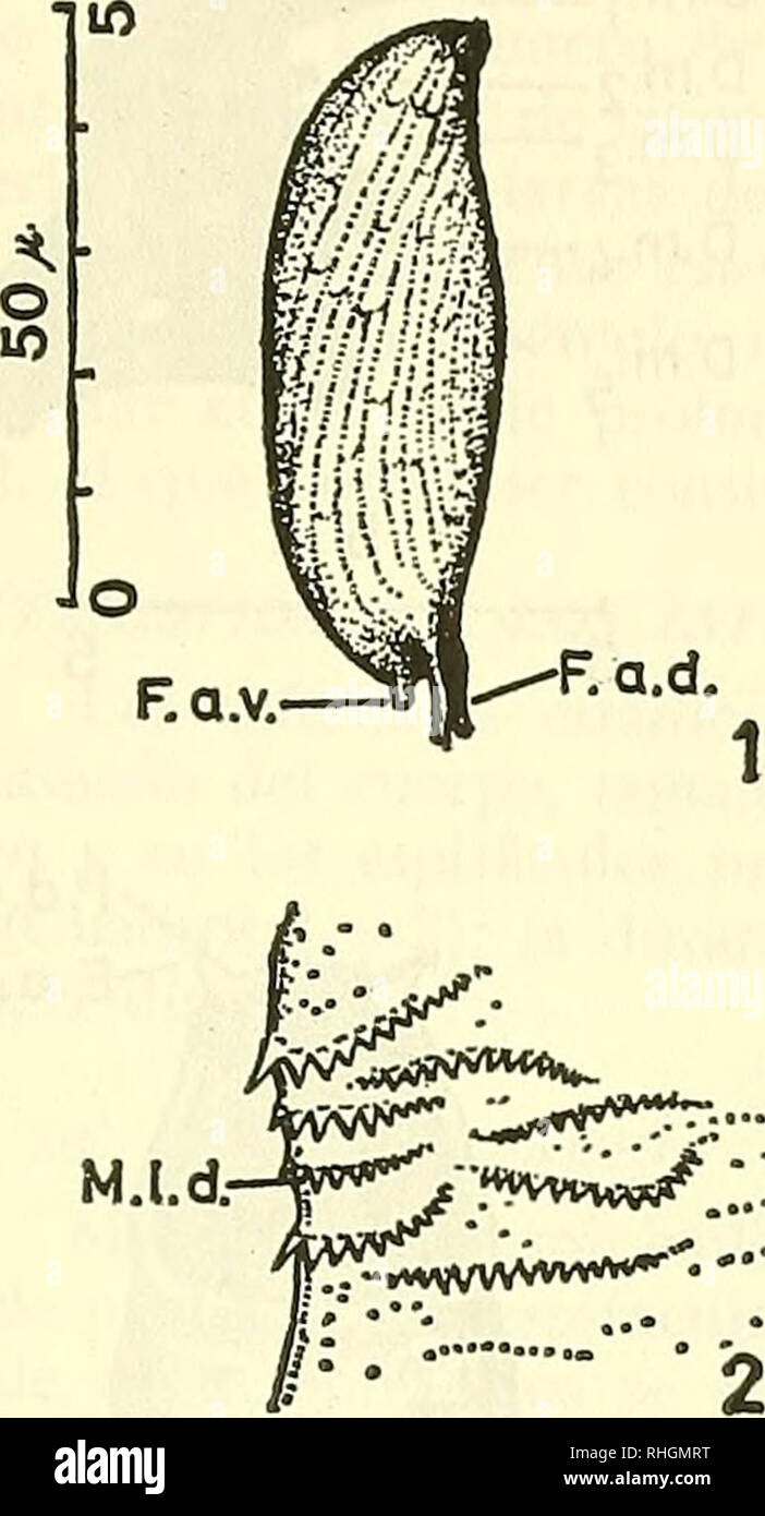 Espiráculos hi-res stock photography and images - Alamy