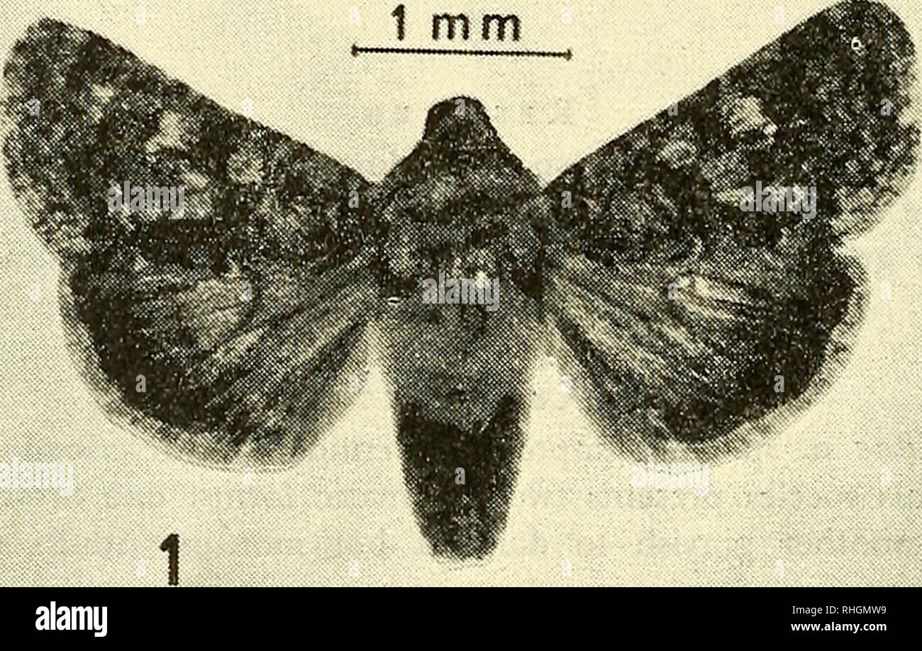 Borde romo hi-res stock photography and images - Alamy