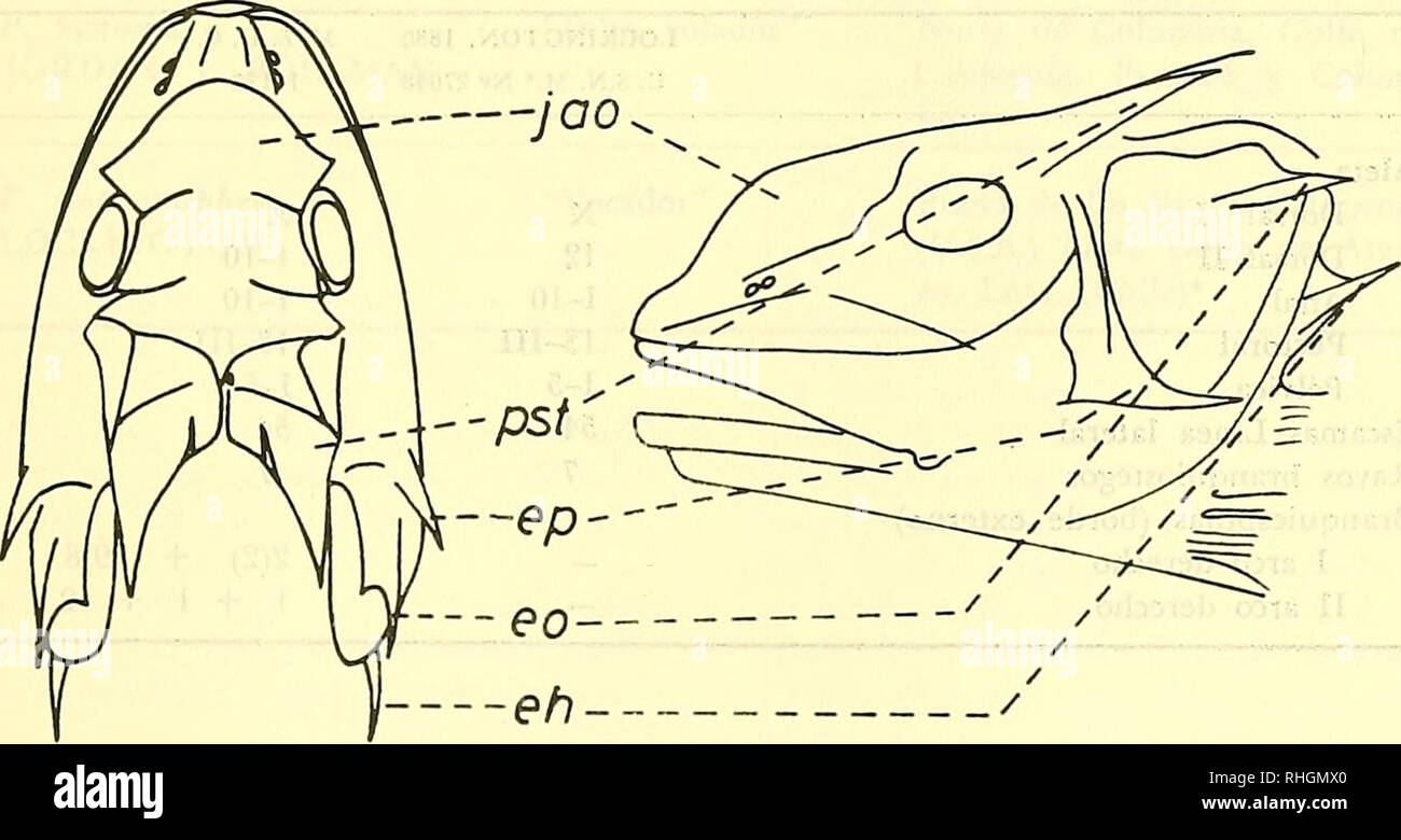 Borde romo hi-res stock photography and images - Alamy