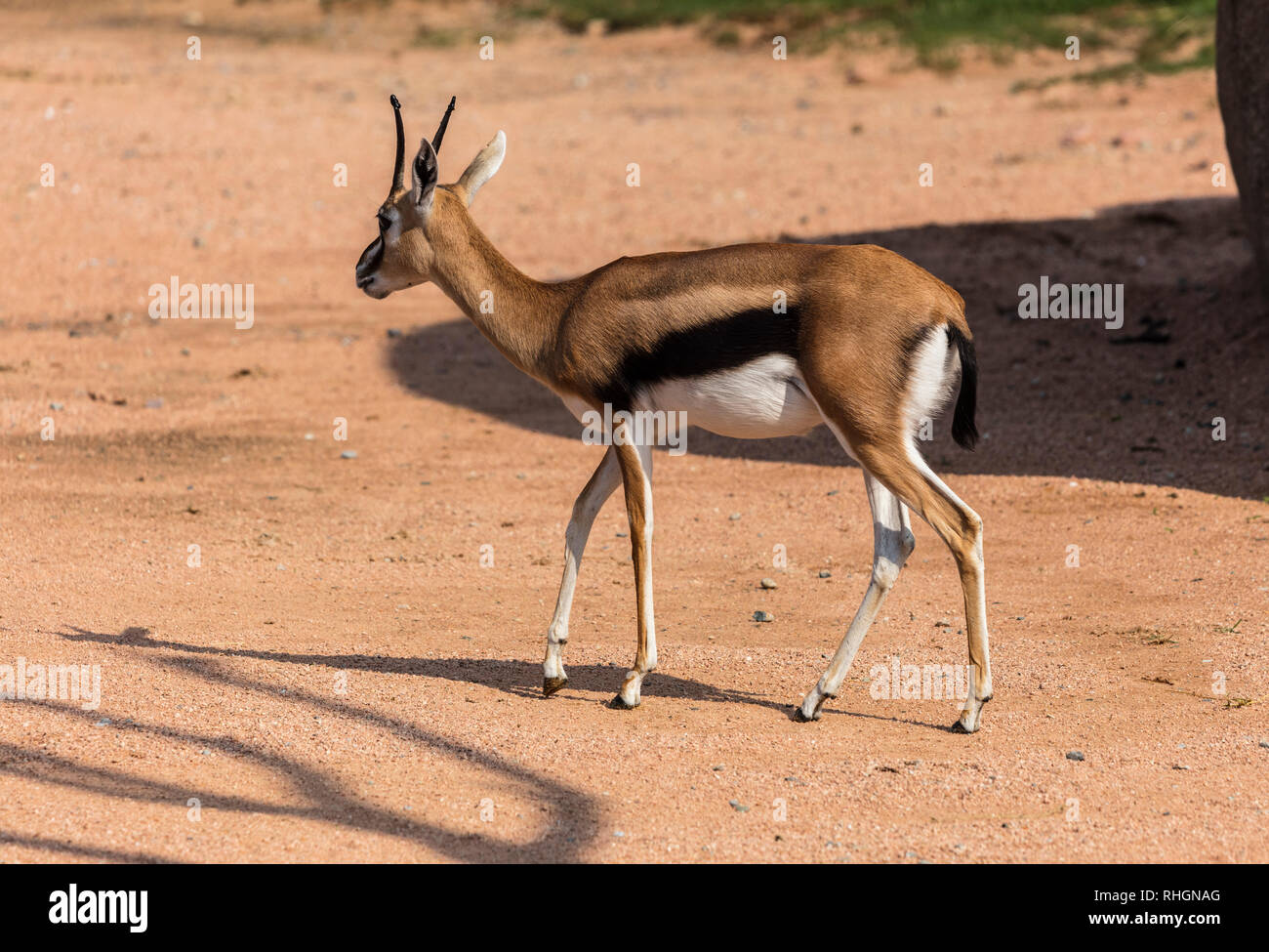 Bovidae Family Stock Photos & Bovidae Family Stock Images - Alamy