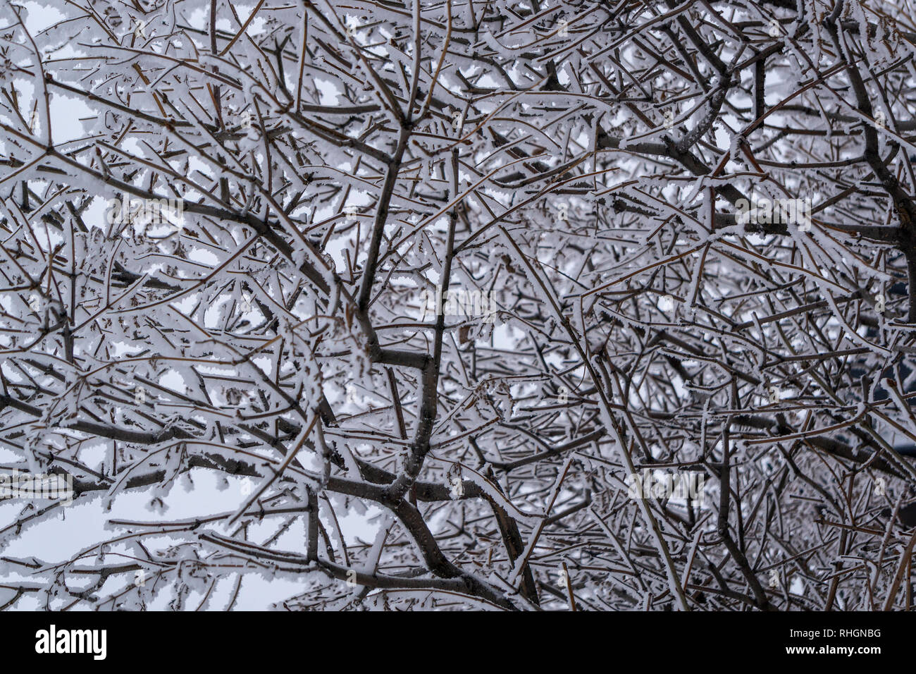 Frosty trees Calgary Alberta Canada Stock Photo - Alamy