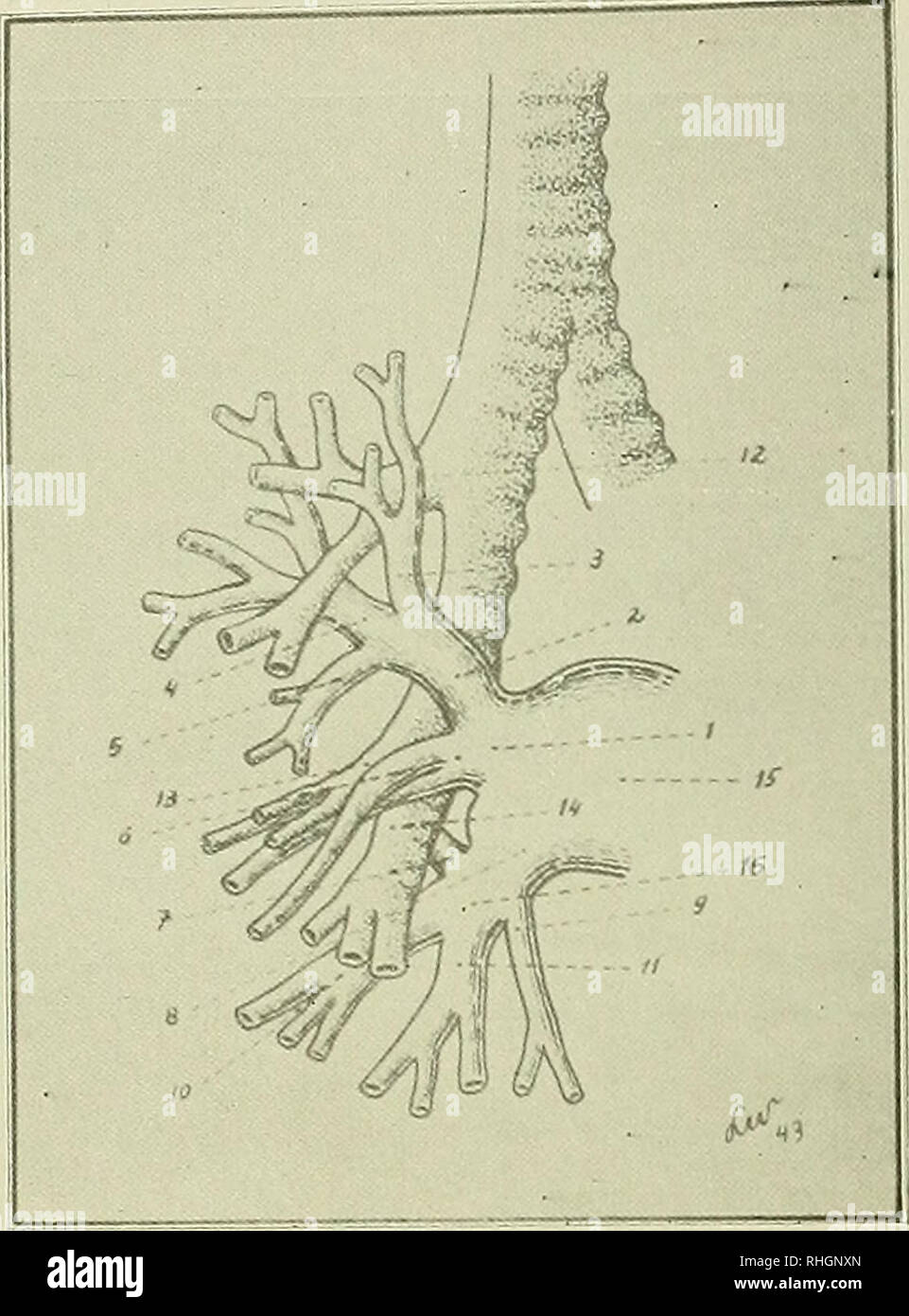 Venas pulmonares derechas hi-res stock photography and images - Alamy