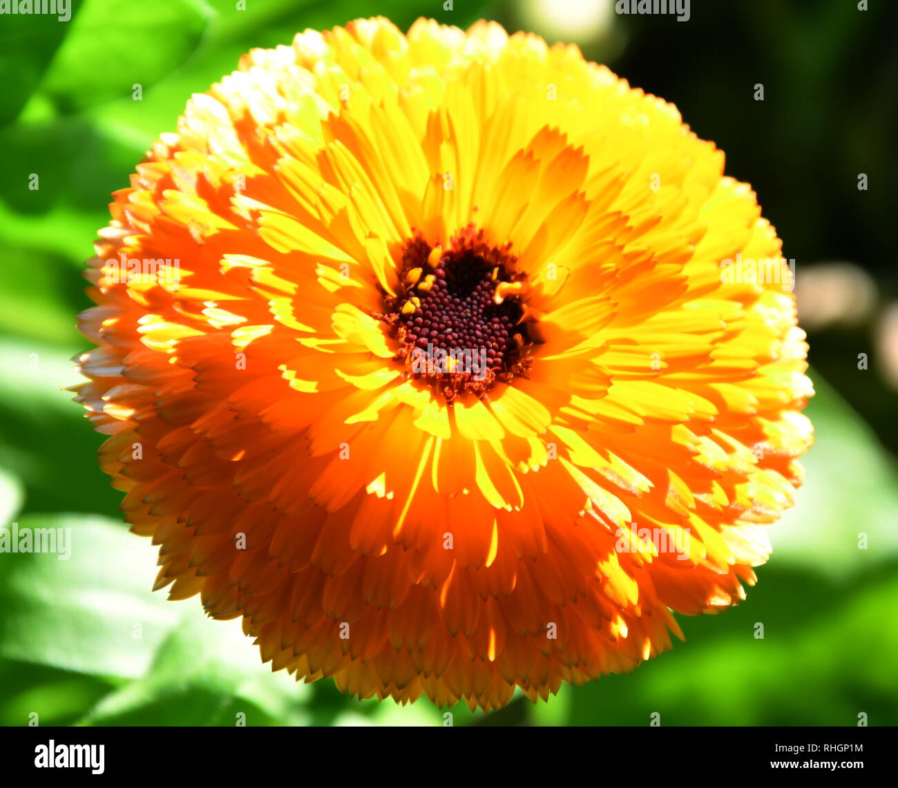 Beautiful calendula officinalis hi-res stock photography and images - Alamy
