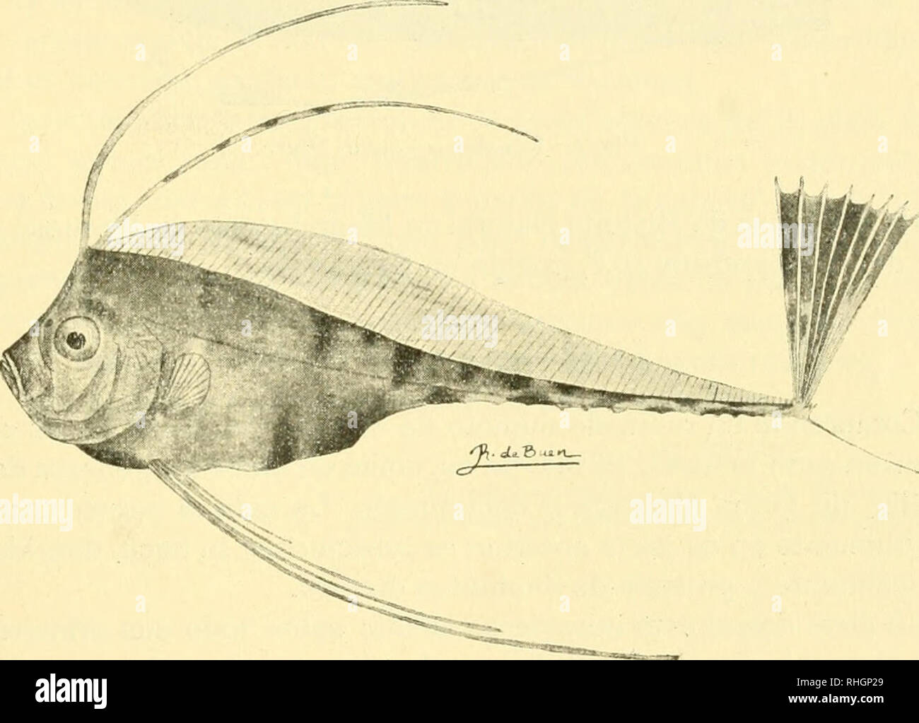 Edad de los peces hi-res stock photography and images - Alamy