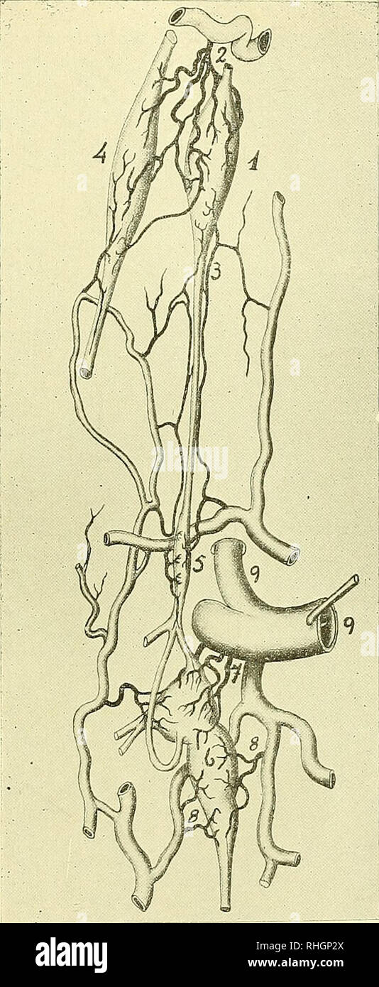 Ganglio cervical posterior hi-res stock photography and images - Alamy