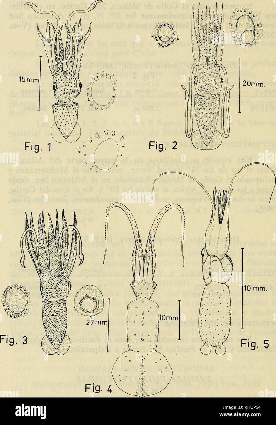 Histioteuthis heteropsis hi-res stock photography and images - Alamy