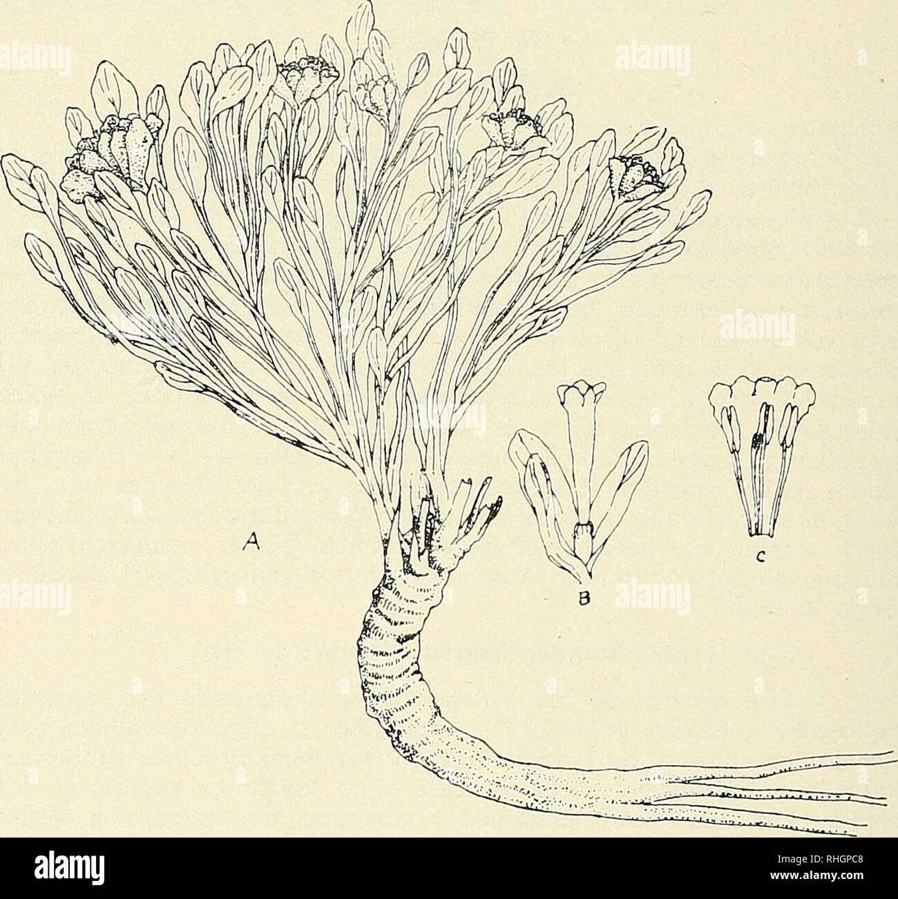 Planta de api hi-res stock photography and images - Alamy