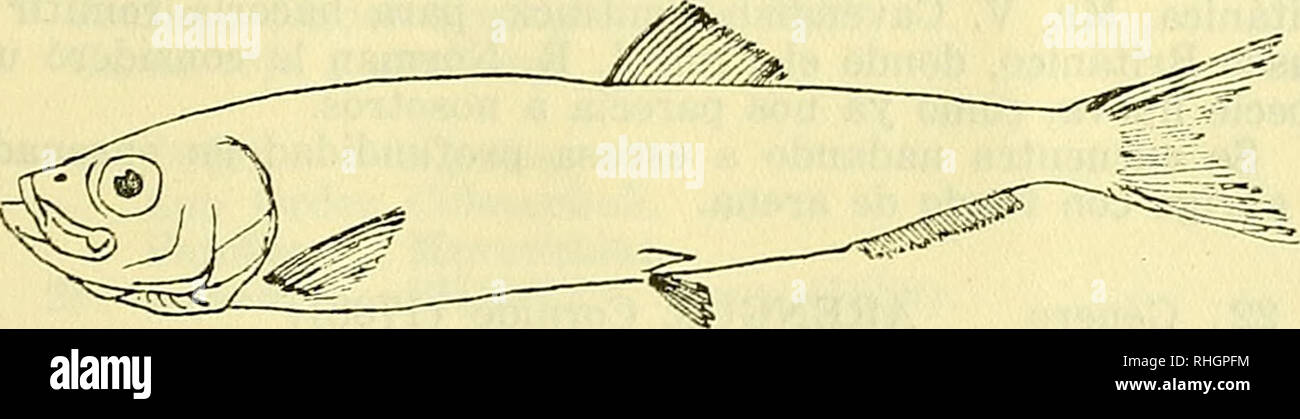 Familia clupeidae hi-res stock photography and images - Alamy