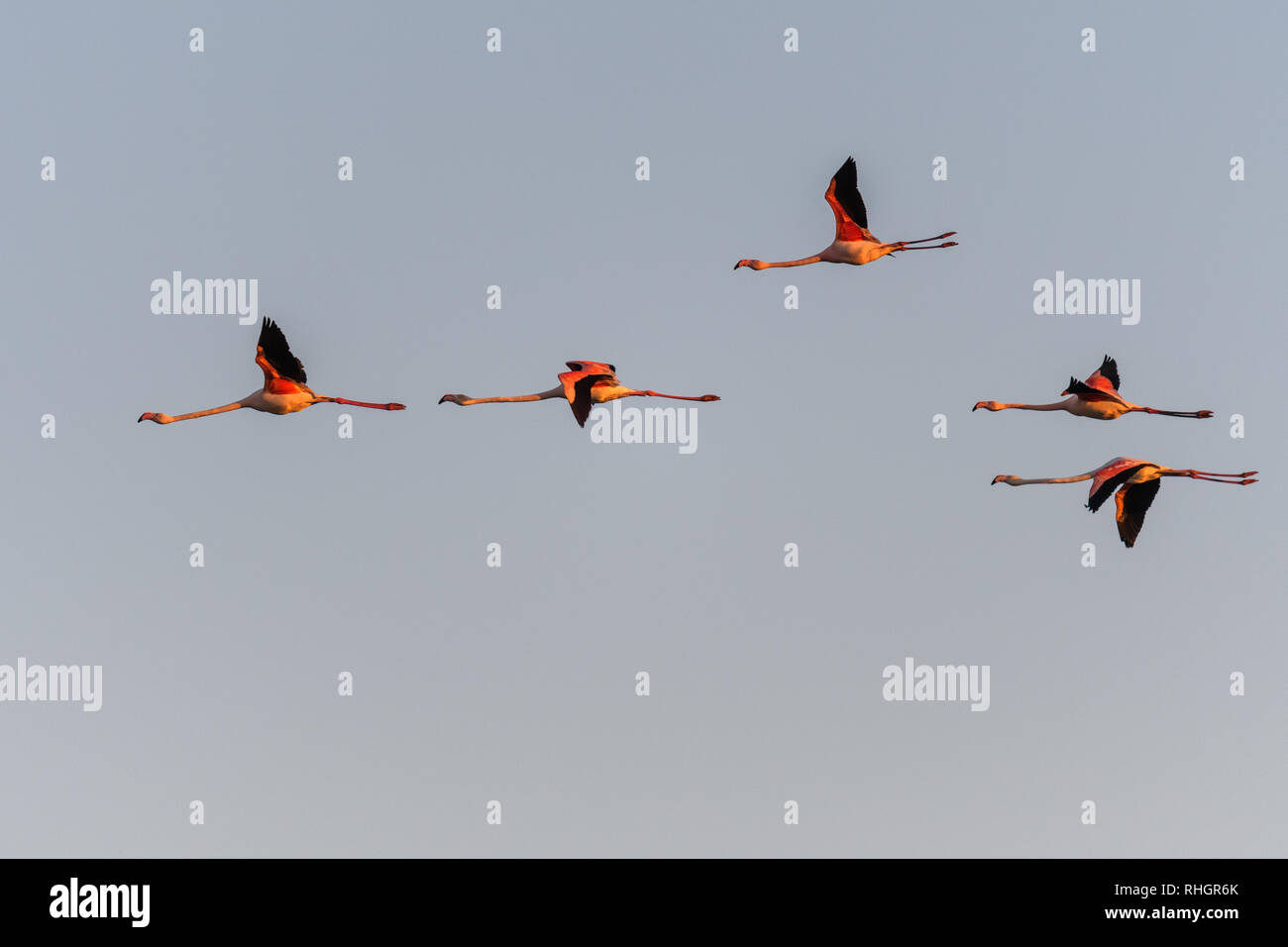A flock of flamingos flying ( in flight Stock Photo - Alamy