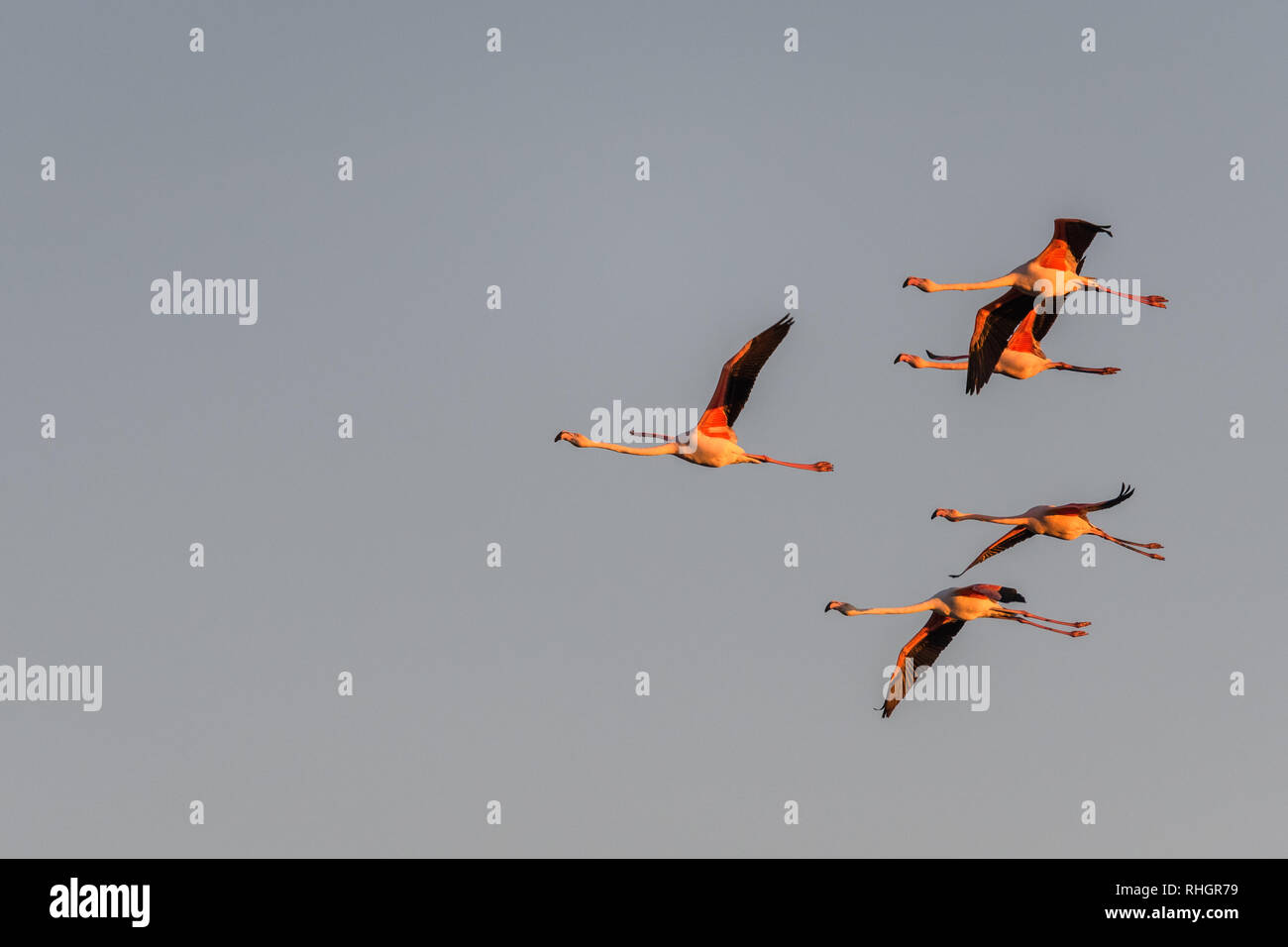 A flock of flamingos flying ( in flight Stock Photo - Alamy