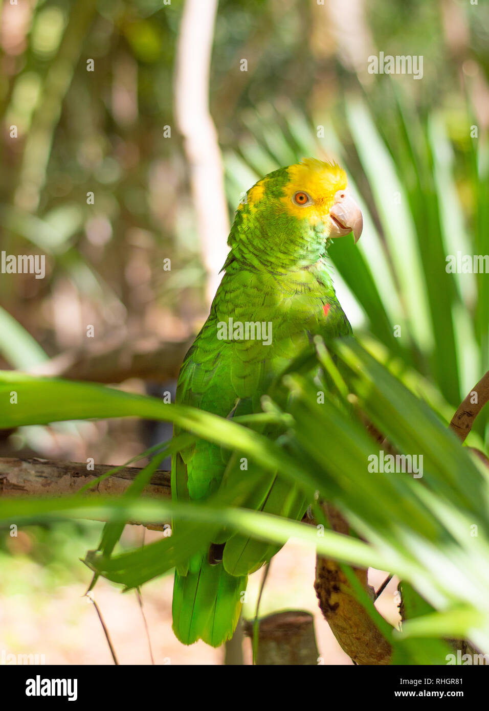 Amazon Parrot with yellow head, Yucatan, Mexico Stock Photo - Alamy
