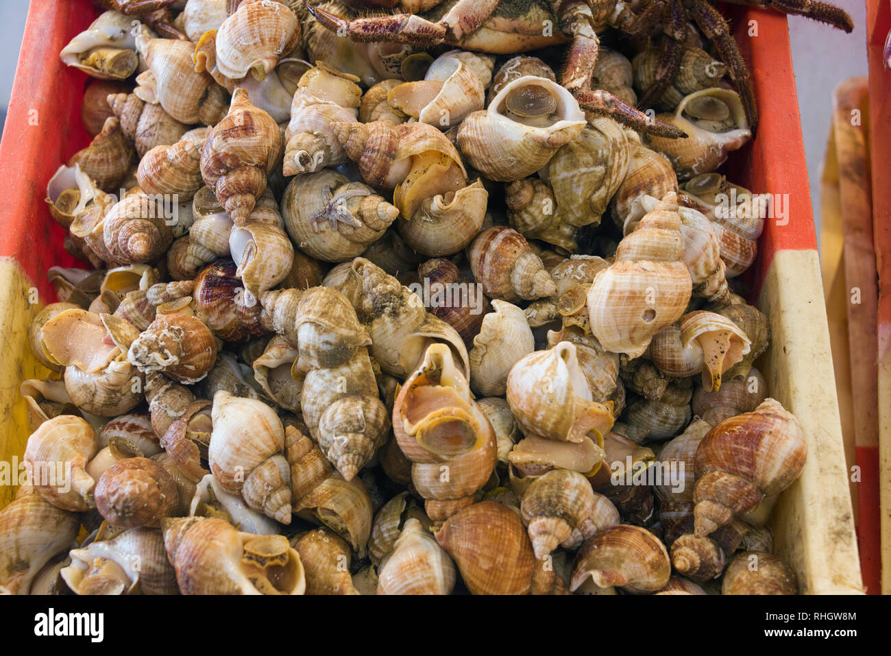 Whelks Stock Photos & Whelks Stock Images - Alamy