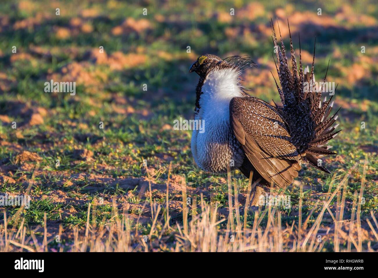 A male sage grouse (Centrocercus urophasianus) displays at a lek in ...