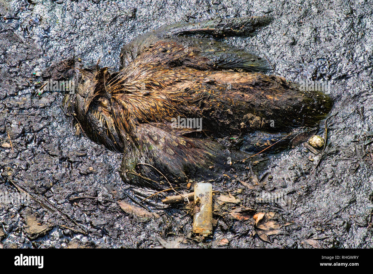 Oriental turtle dove (Streptopelia orientalis) carcass in toxic sludge ...