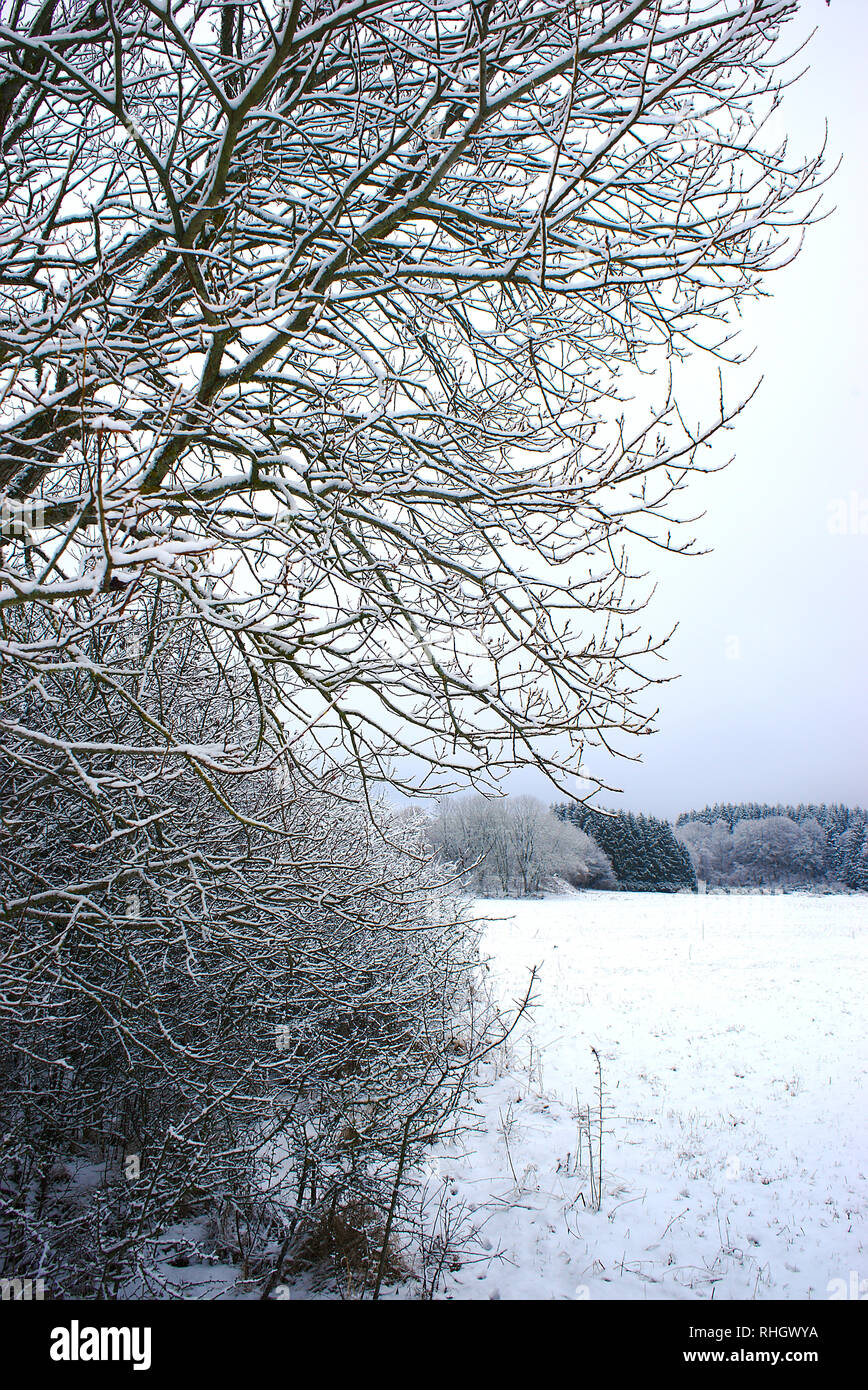 Campaign snowy in Auvergne near Clermont Ferrand. Trees and branches in ...