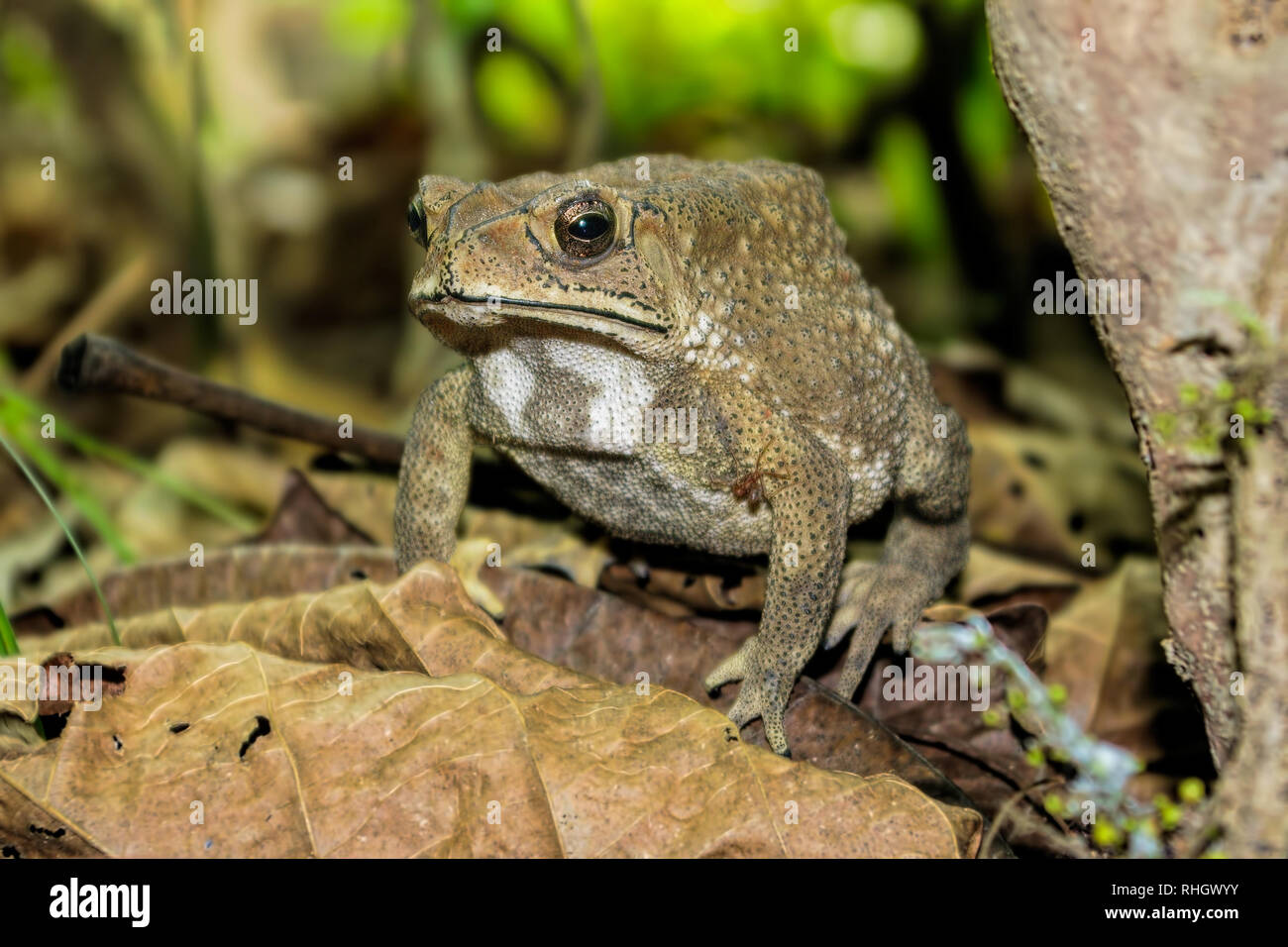Asian common toad (Duttaphrynus (Bufo) melanostictus), Angkor Wat ...