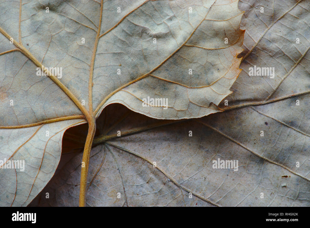 sheet died in macro photography. Curved ribs, composition of fall Stock ...