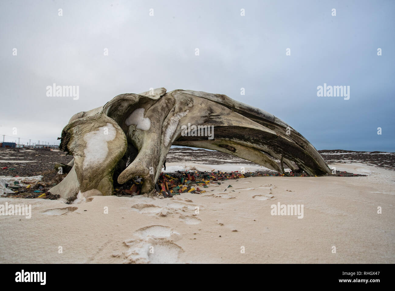 Bowhead whale skull with piles of shotgun shells Stock Photo - Alamy