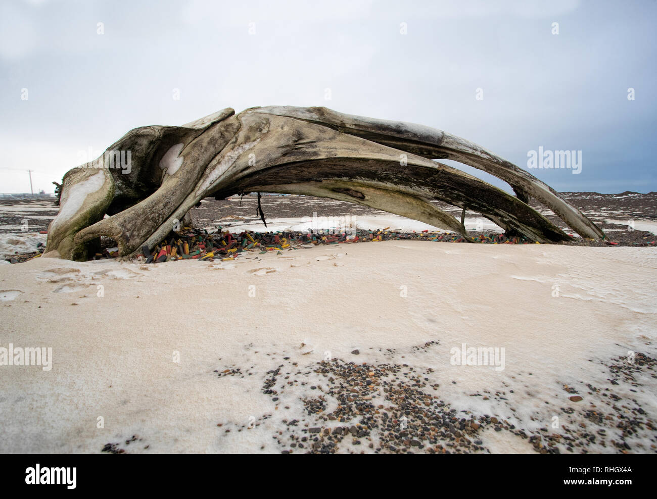 Bowhead Whale High Resolution Stock Photography and Images - Alamy