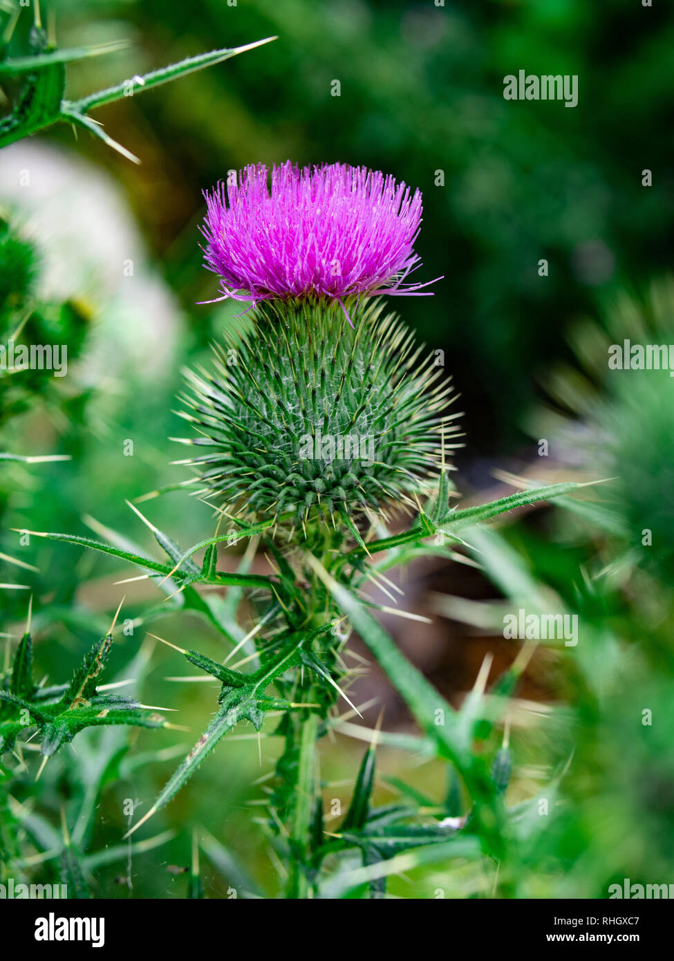 Thistle flower. Green background Stock Photo - Alamy