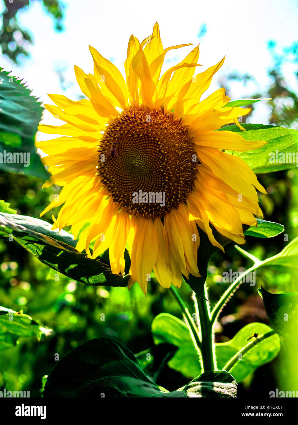 Sunflower in a garden. Flowering, sunlight, nature, garden, summertime ...