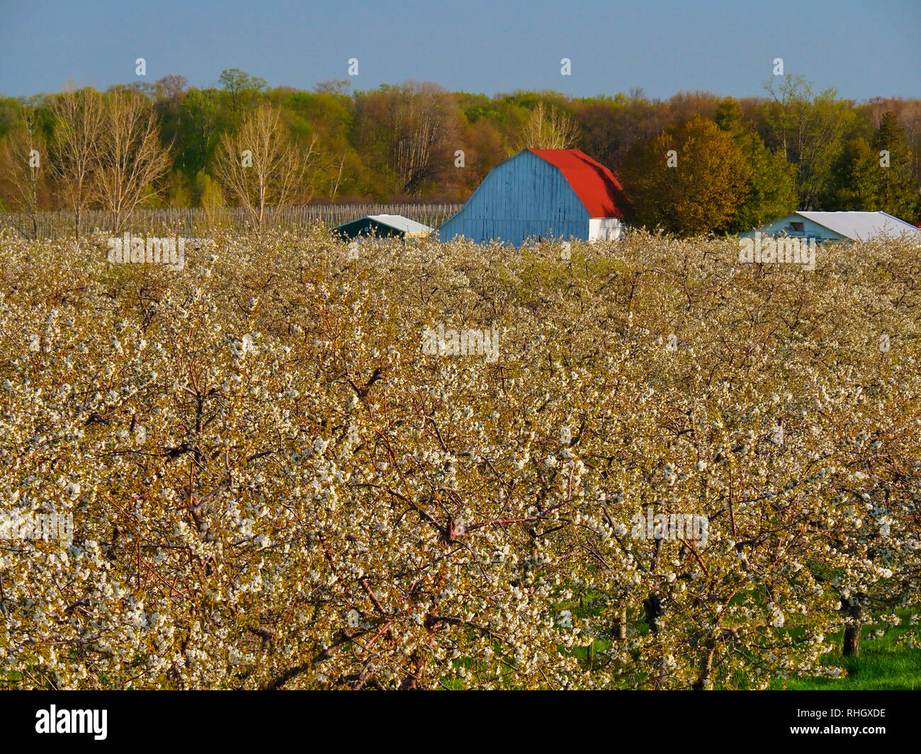 Cherry orchard michigan hi-res stock photography and images - Alamy