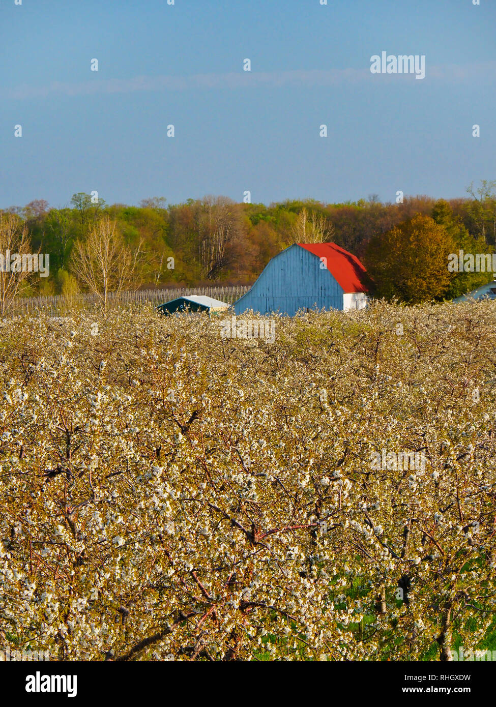 Cherry Orchard Michigan High Resolution Stock Photography and Images ...
