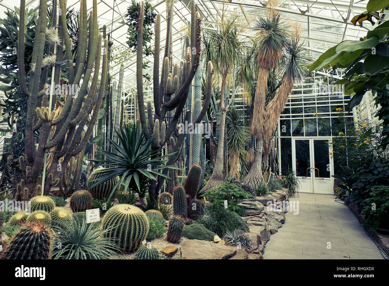 Tropical path with green tropical plants, palms and catuses at famous ...