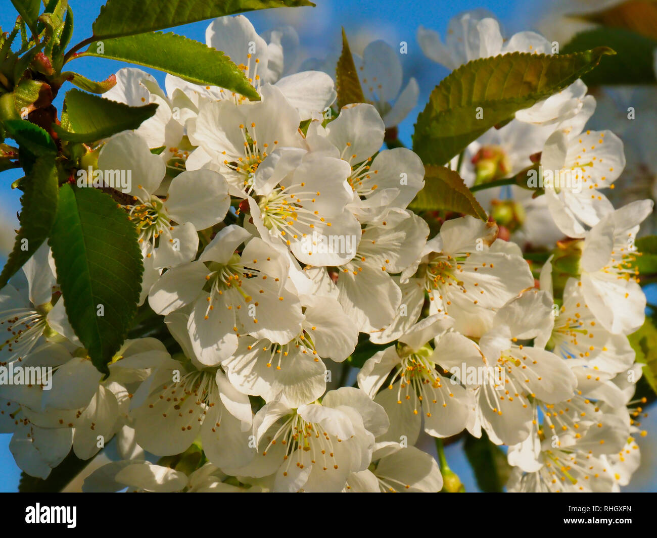 Cherry Orchard, Old Mission Peninsula, Old Mission, Michigan, USA Stock ...