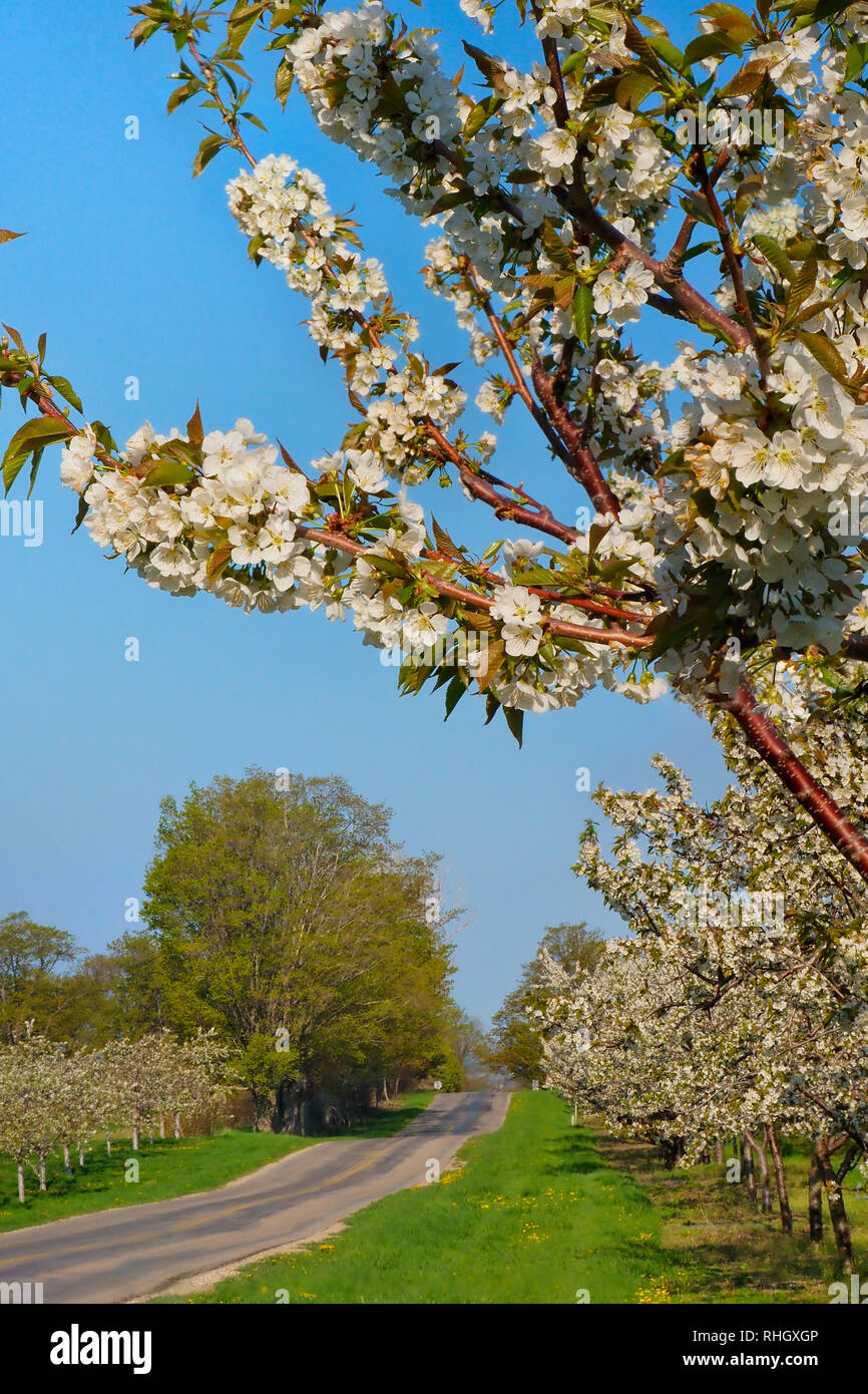 Cherry orchard usa hi-res stock photography and images - Alamy