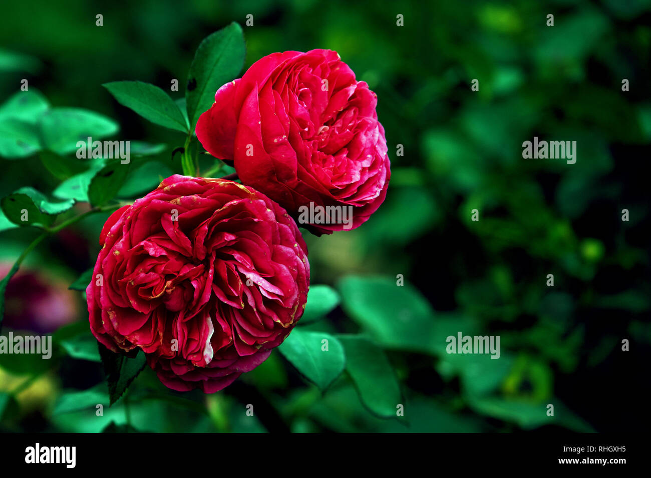Magic red roses at the green garden bushes Stock Photo - Alamy