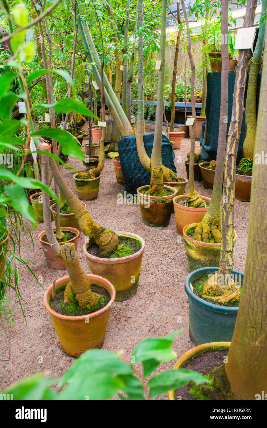 Battles tree in flower pots in garden, nature, vertical shot Stock ...