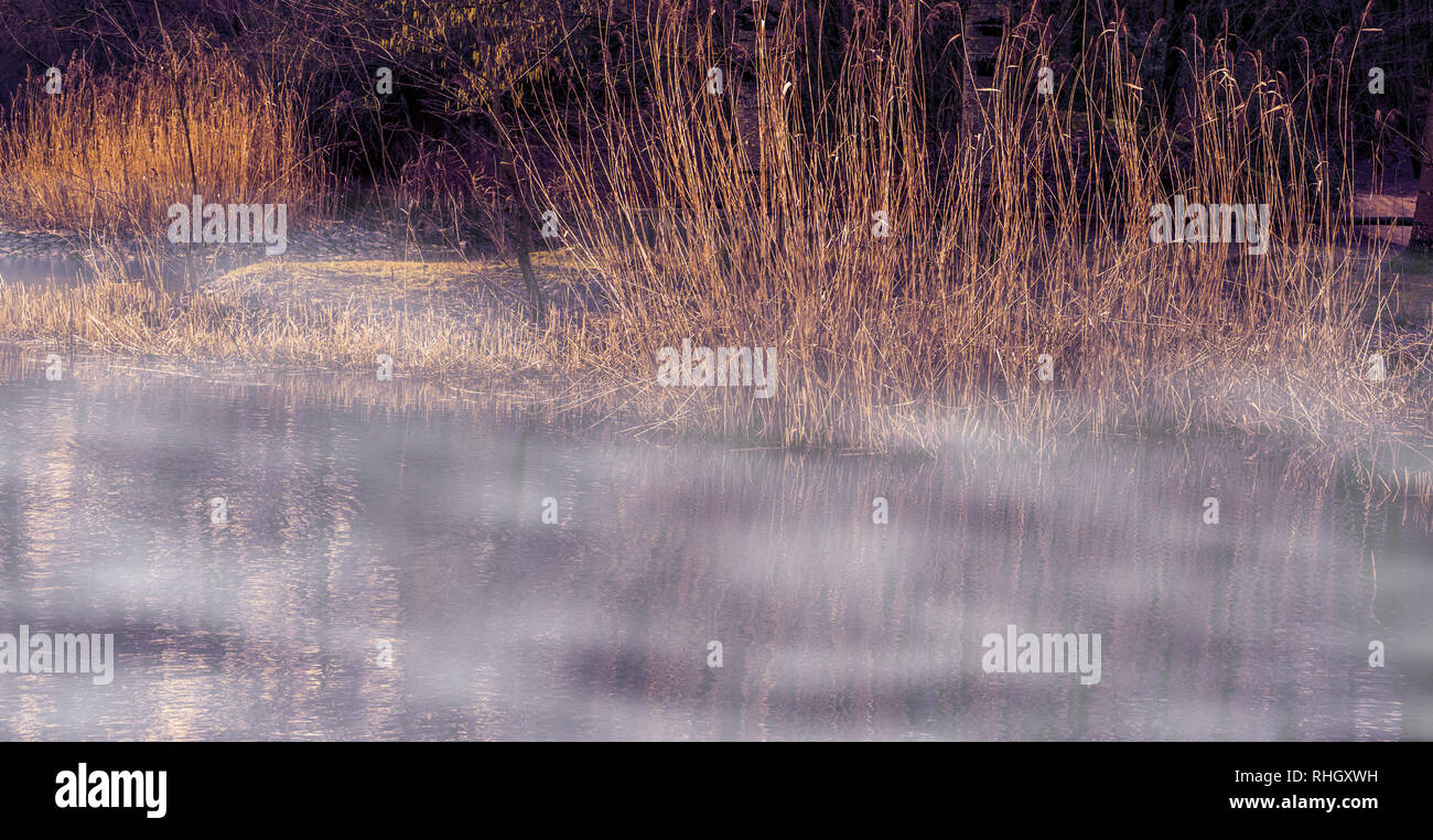 swamp landscape covered in a thick mist, beautiful nature background ...