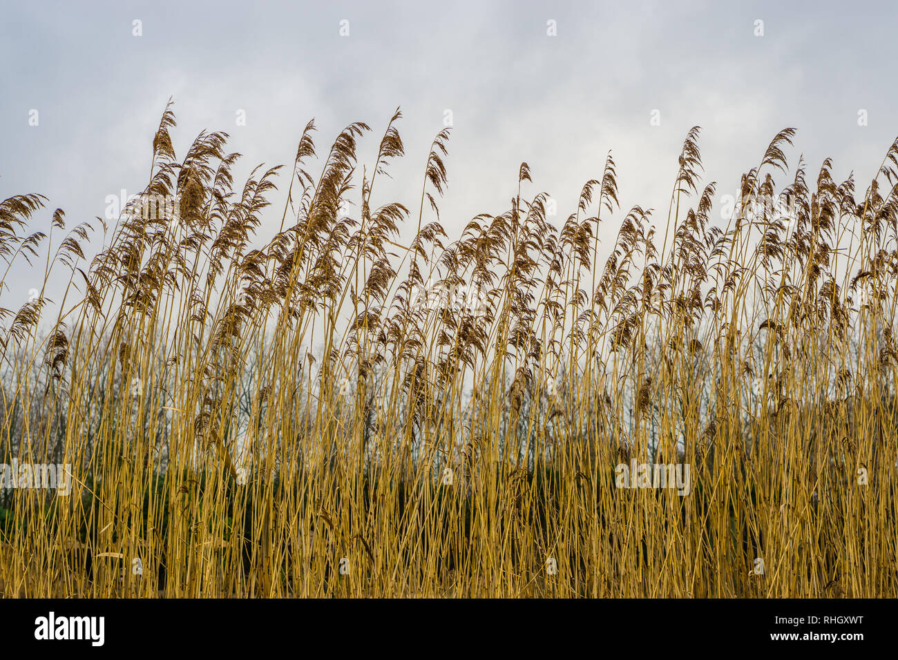 wild and high blooming grasses, agricultural landscape, nature ...
