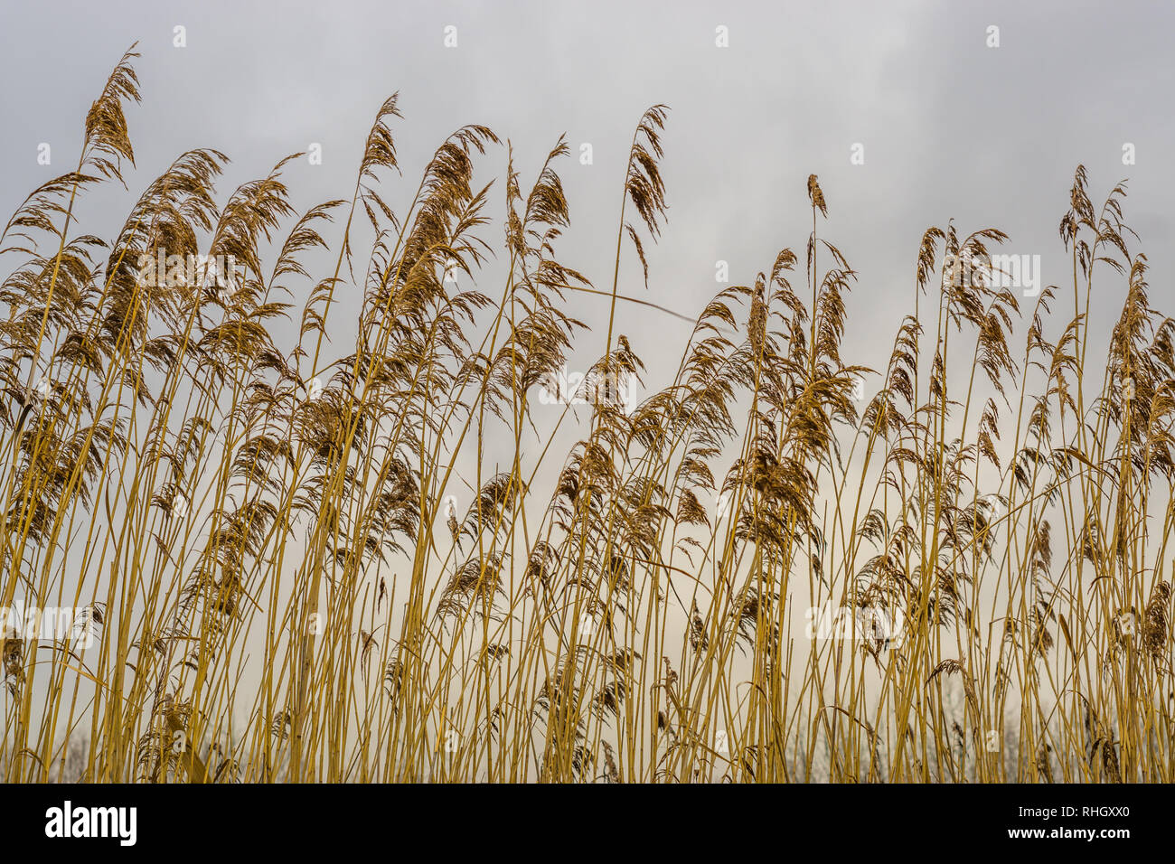 wild high grasses in closeup, blooming grass in a agricultural ...