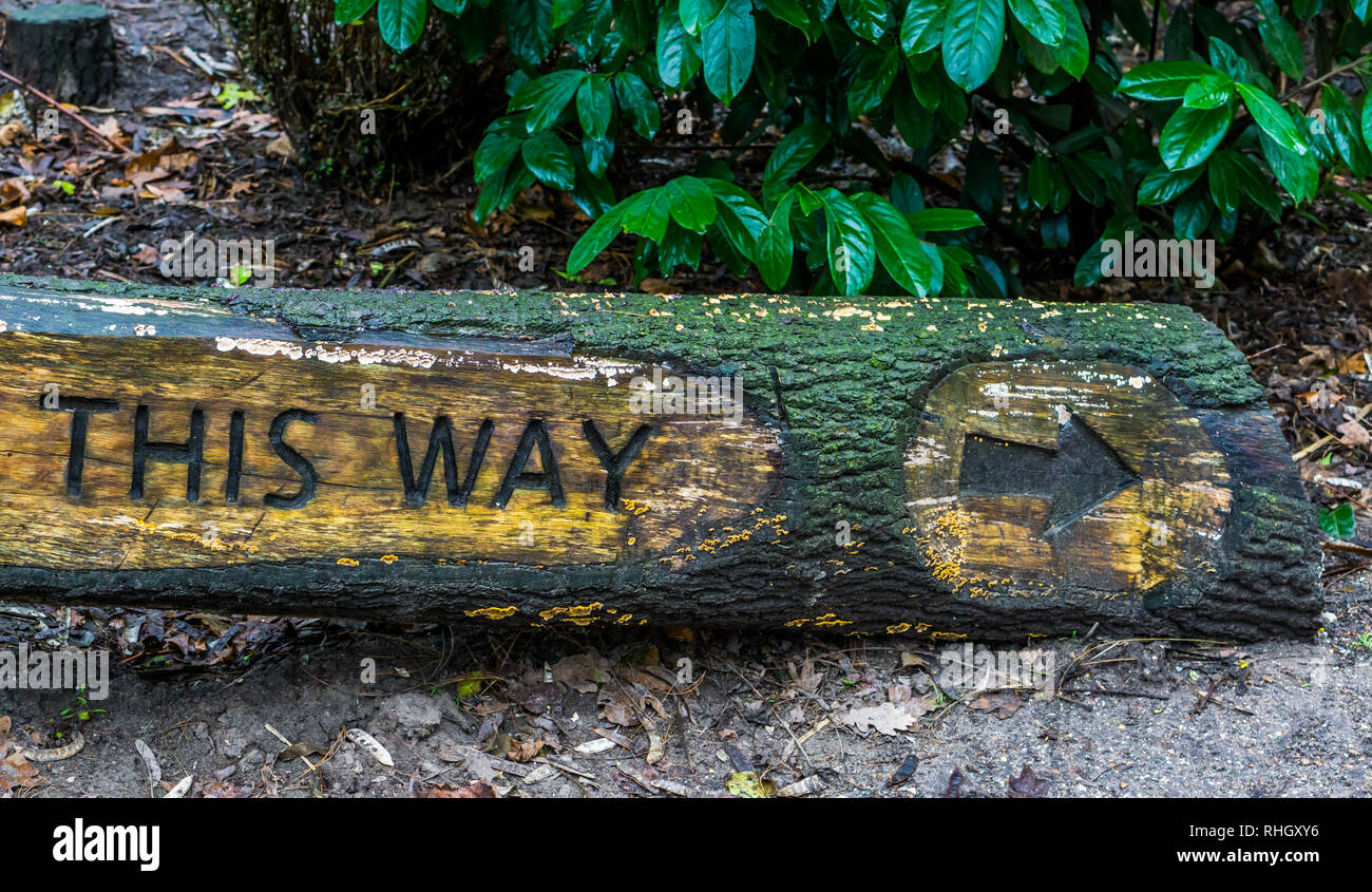 direction sign creatively carved into a tree trunk, Forest or garden ...