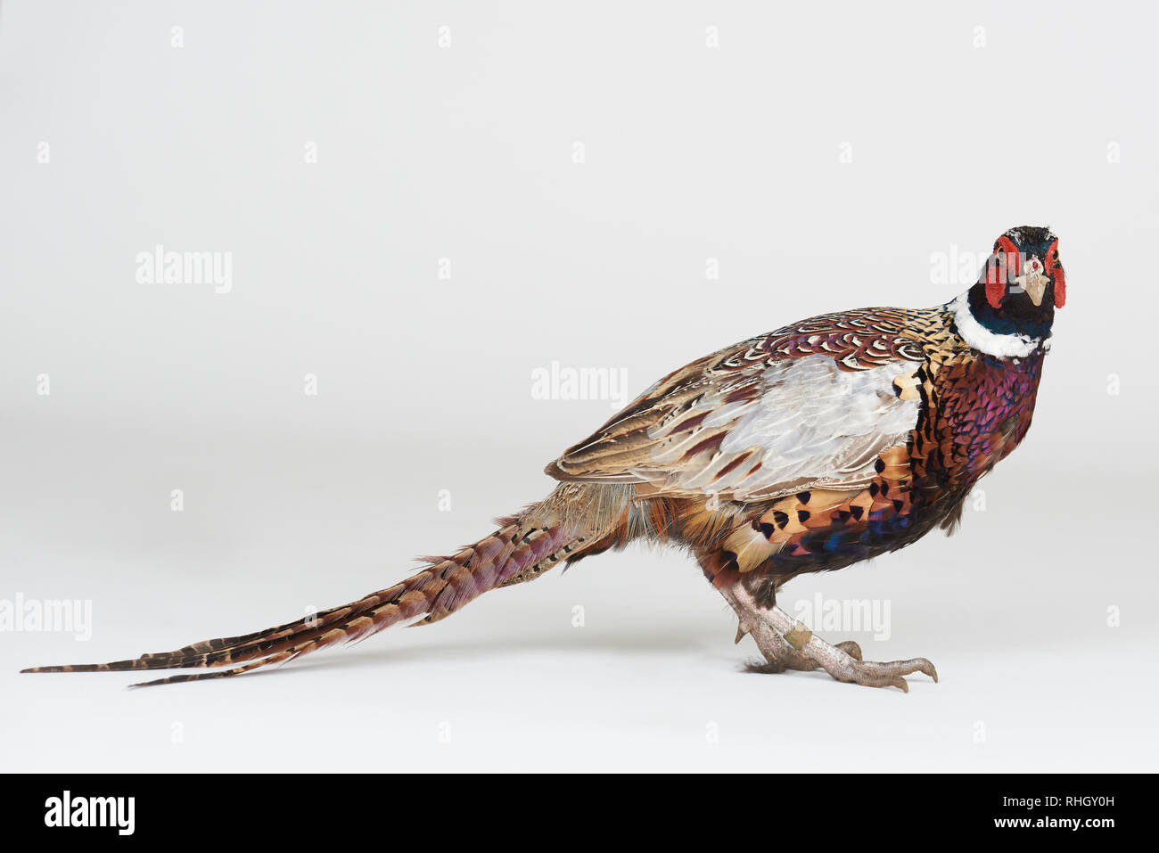 Pheasant look in camera isolated on white studio background Stock Photo ...