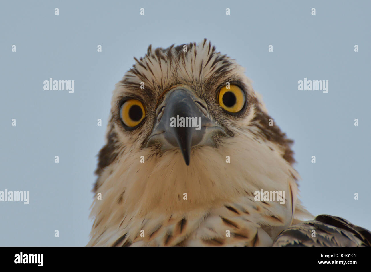 The osprey, Fish hawk close up Stock Photo - Alamy