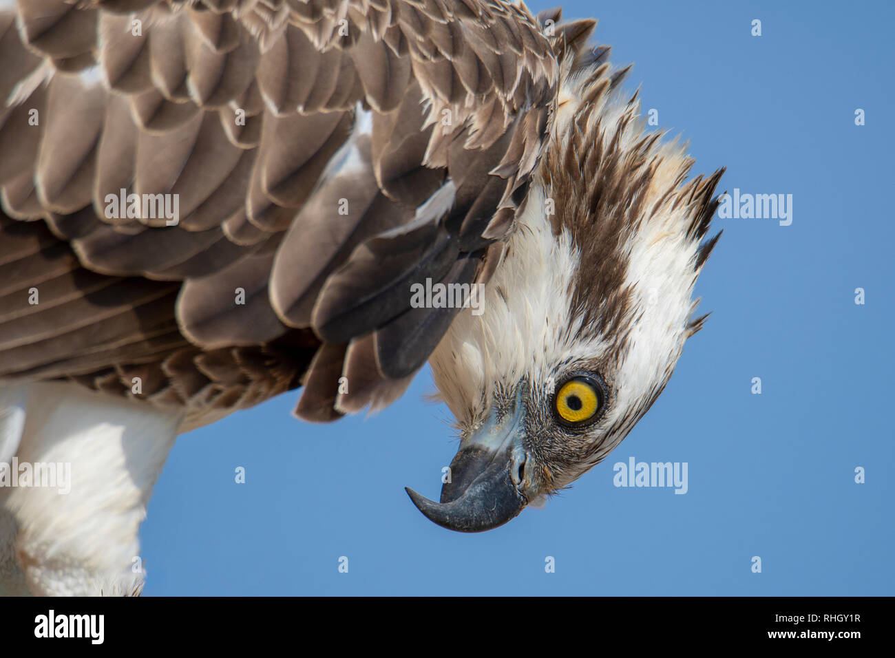 The osprey, Fish hawk close up Stock Photo - Alamy