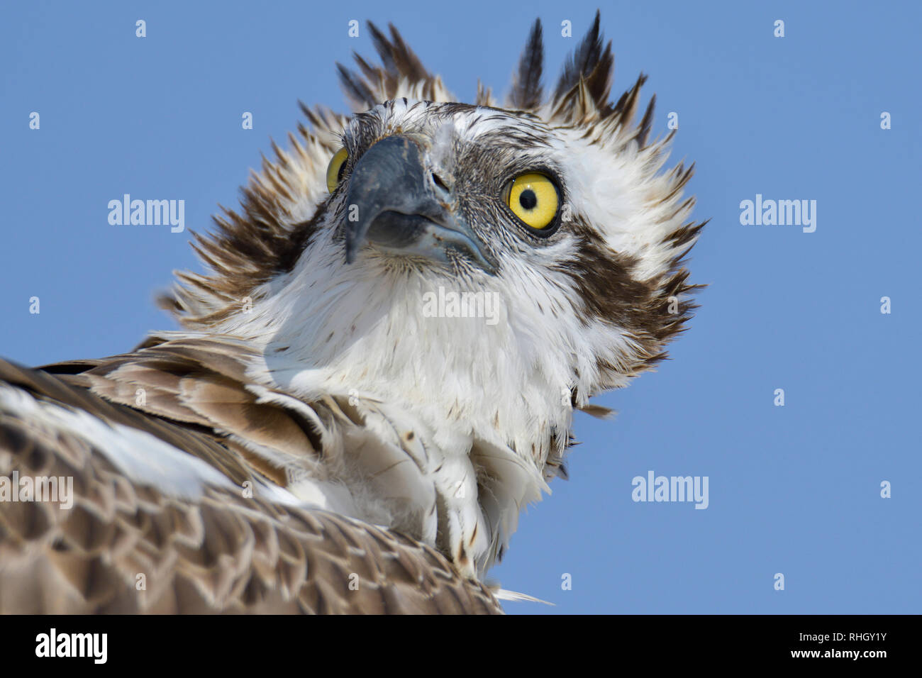 The osprey, Fish hawk close up Stock Photo - Alamy