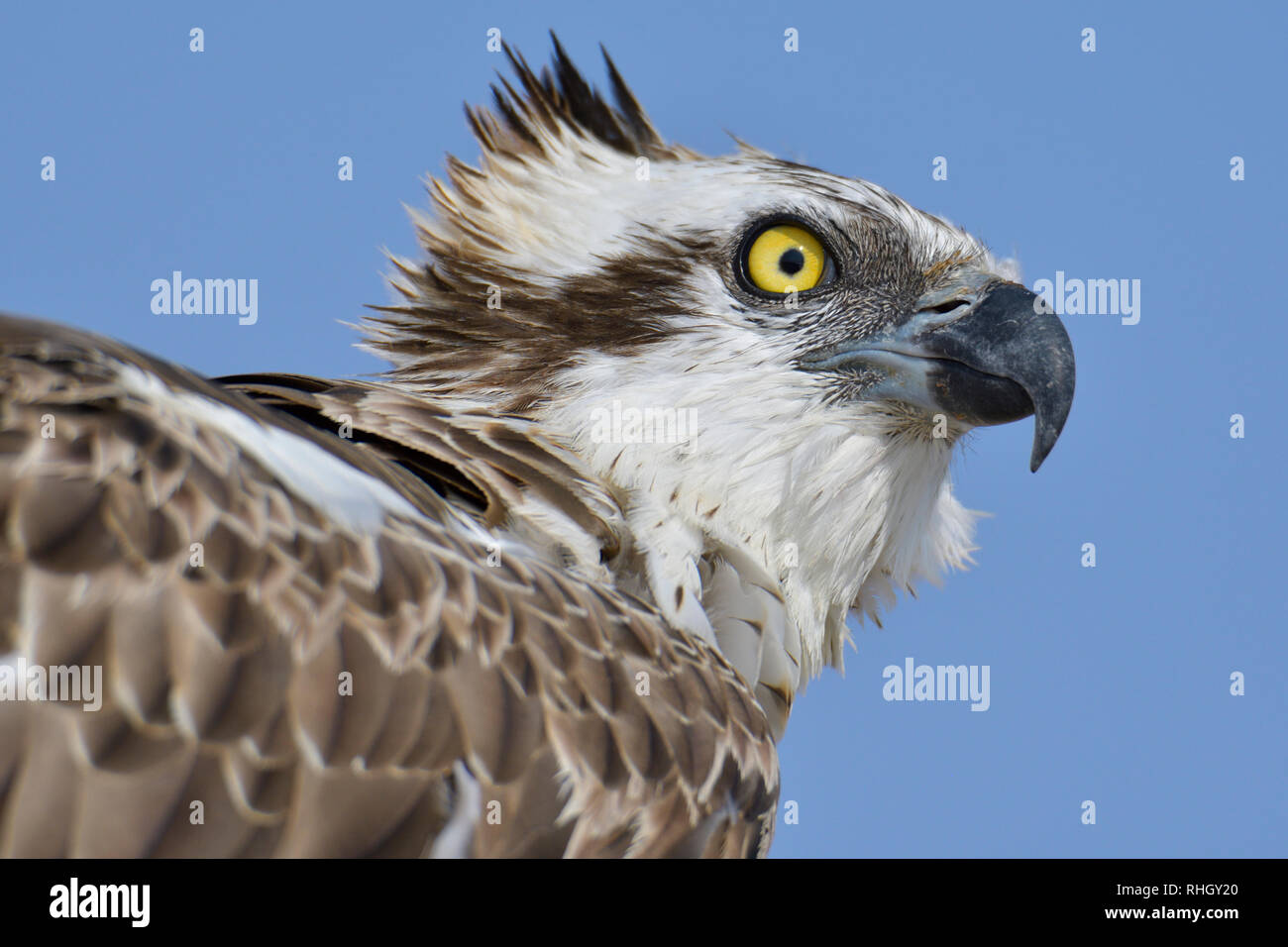 The osprey, Fish hawk close up Stock Photo - Alamy