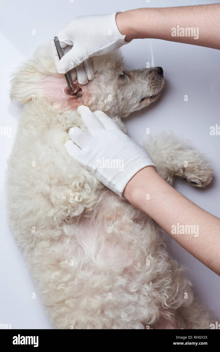 Sick dog hi-res stock photography and images - Alamy