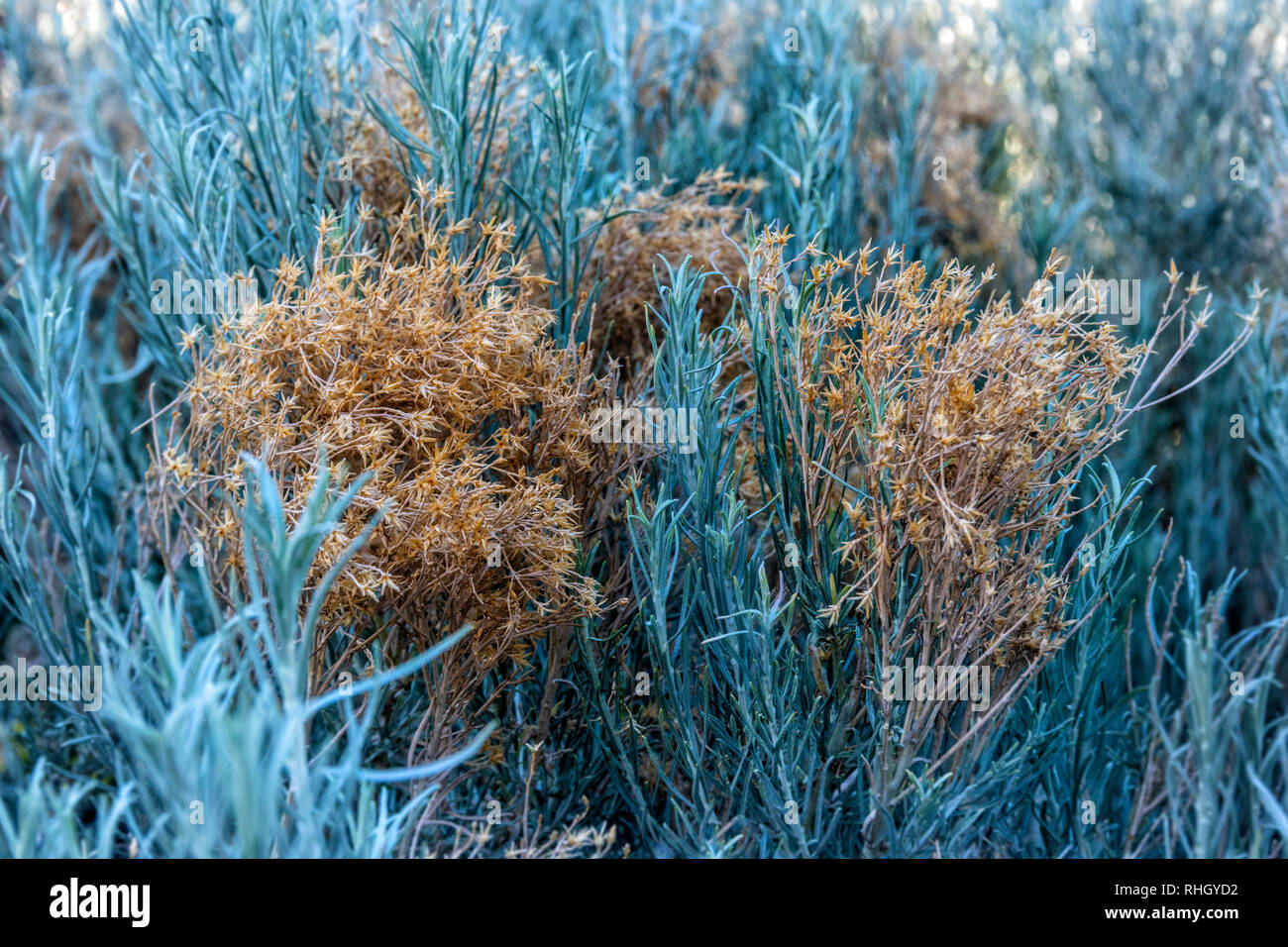 Green rabbitbush hi-res stock photography and images - Alamy