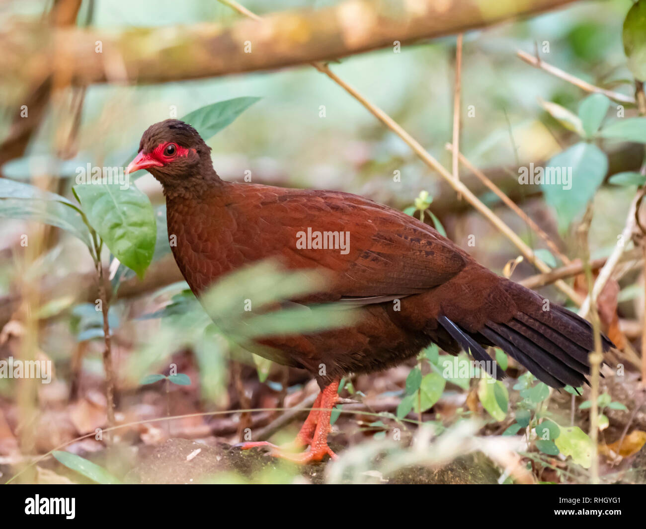 Red Spurfowl (Galloperdix spadicea) race "stewarti Stock Photo - Alamy